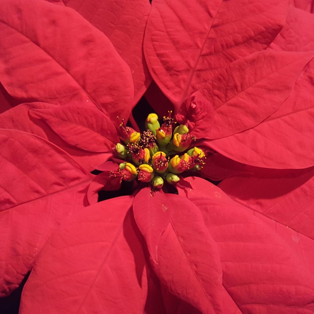 E'er Blooming - Rachel G. Hackenberg