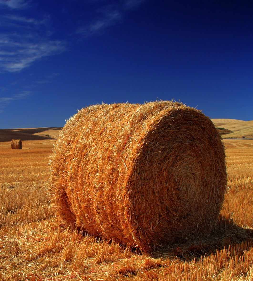 The Hayfield - Rachel G. Hackenberg